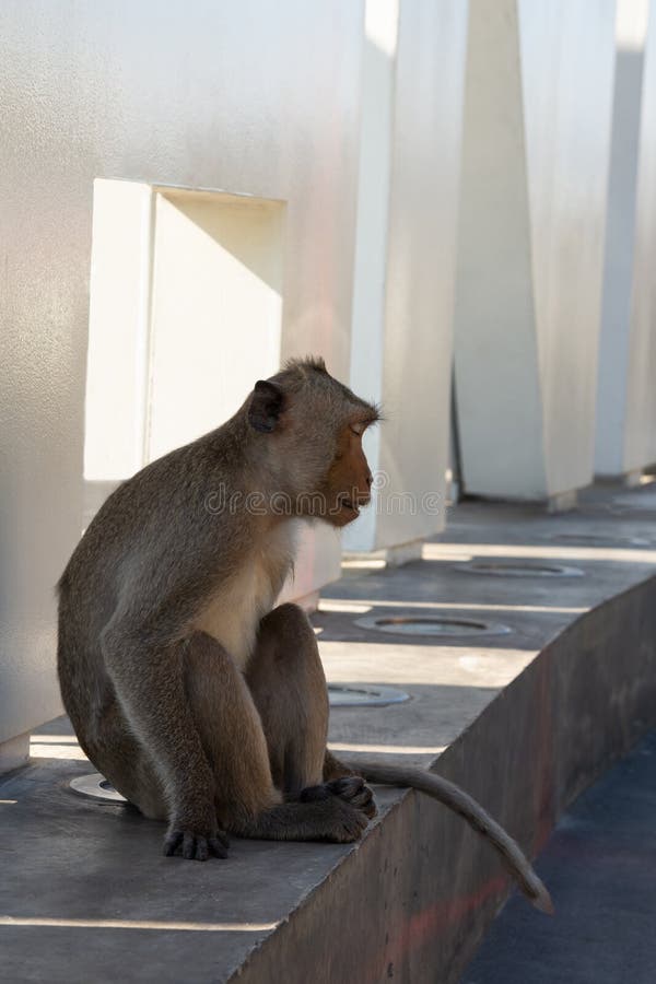 Monkey Sitting Asleep by the Corridor. Stock Photo - Image of banana ...