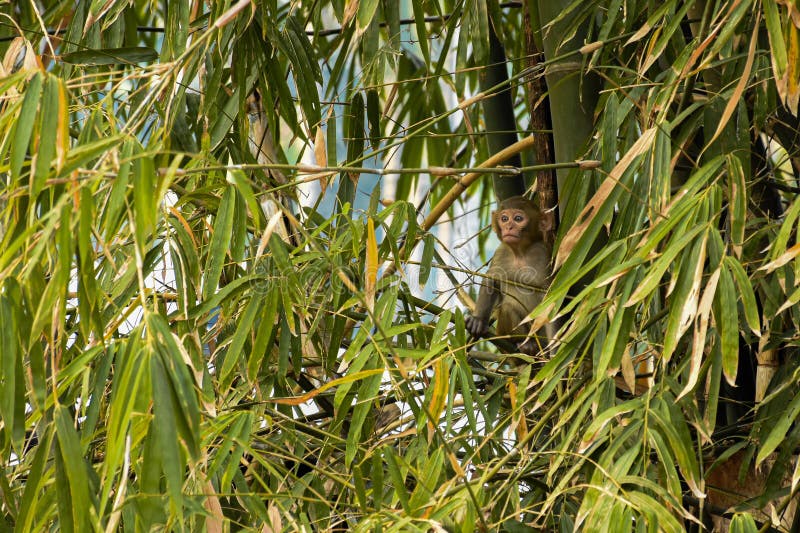 A Monkey Sitting on a Bamboo Tree . Stock Photo - Image of grass ...