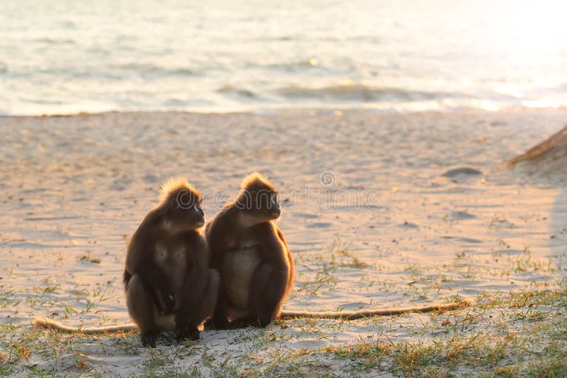 Monkey Sitting on the Beach with the Sunlight Reflection in the Morning ...