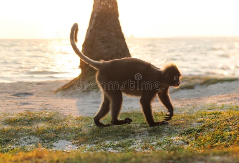 Monkey Sitting on the Beach with the Sunlight Reflection in the Morning ...