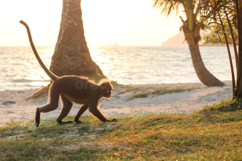 Monkey Sitting on the Beach with the Sunlight Reflection in the Morning ...