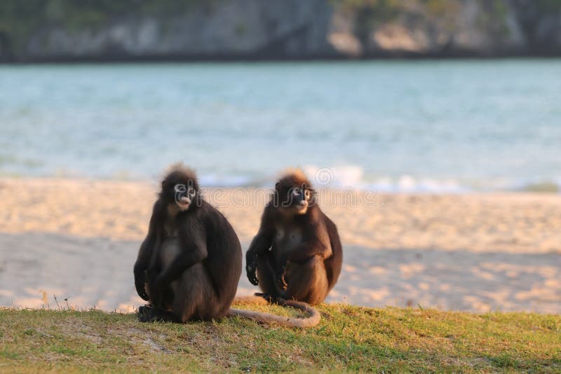 Monkey Sitting on the Beach with the Sunlight Reflection in the Morning ...