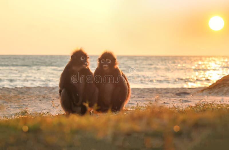 Monkey Sitting on the Beach with the Sunlight Reflection in the Morning ...