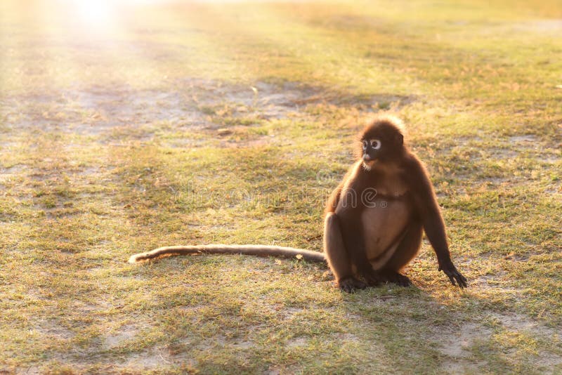 Monkey Sitting on the Beach with the Sunlight Reflection in the Morning ...