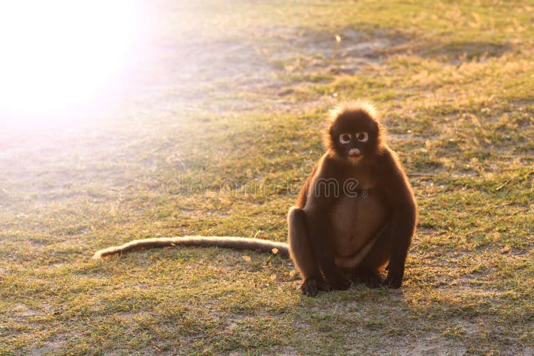 Monkey Sitting on the Beach with the Sunlight Reflection in the Morning ...