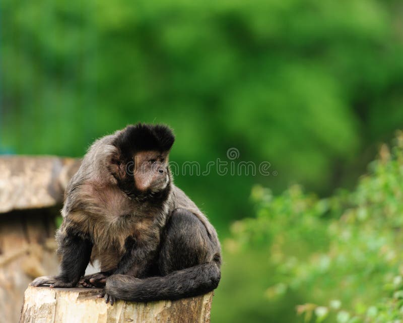 Monkey On The Green Blurred Background Stock Photo - Image of primate ...