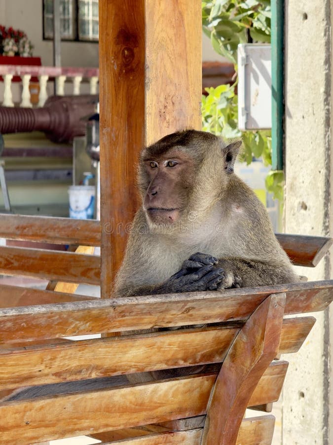 A Monkey Sitting on a Bench Stock Image - Image of nature, gorilla ...