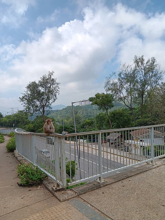 Monkey sitting on a bridge stock photo. Image of transport - 300515170