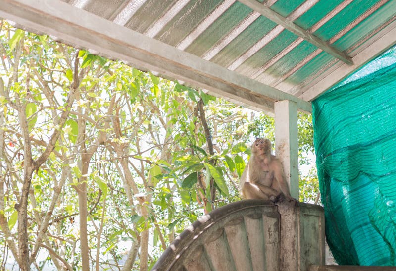 Monkey stock image. Image of monkey, mammal, building - 113574455