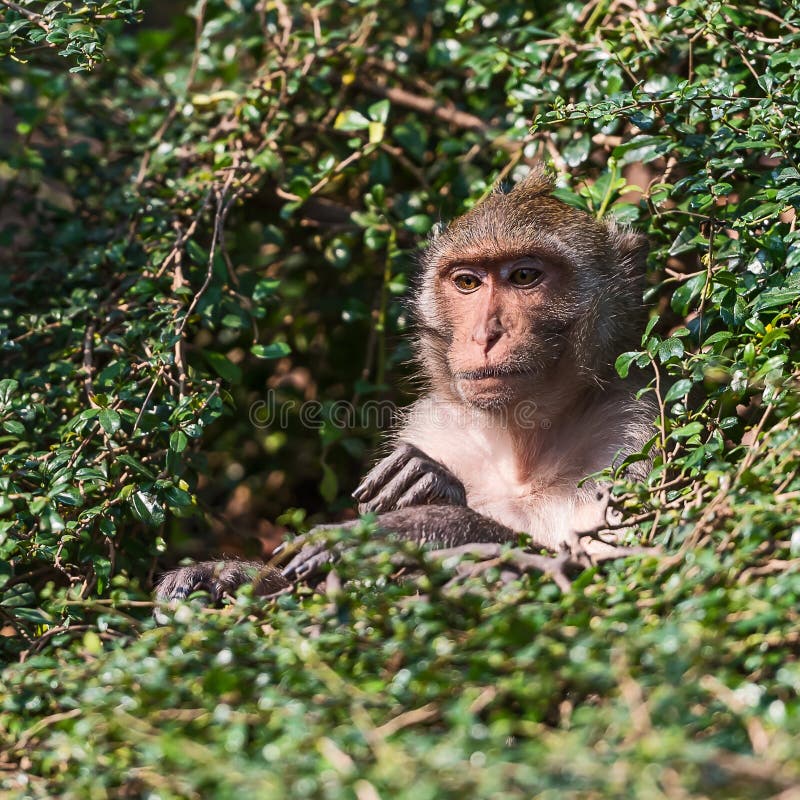 Close up monky. stock image. Image of mountain, baby - 111653171