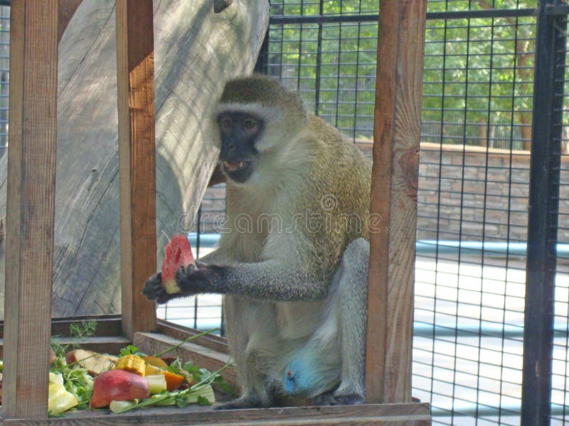 Monkey eating watermelon stock photo. Image of macaca - 151427102