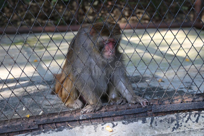 The Monkey is Sitting in the Cage, with Its Head Down and Crying, As If ...
