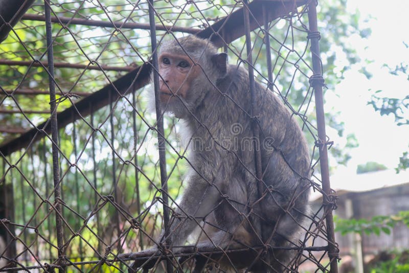 Monkey Sitting in a Cage at the Zoo Stock Photo - Image of chimpanzee ...