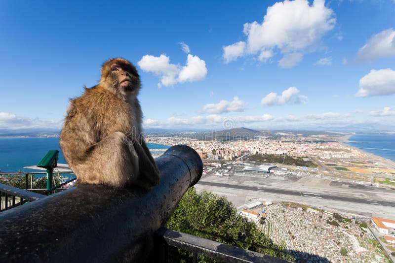 Monkey in Gibraltar stock photo. Image of skies, british - 30197430