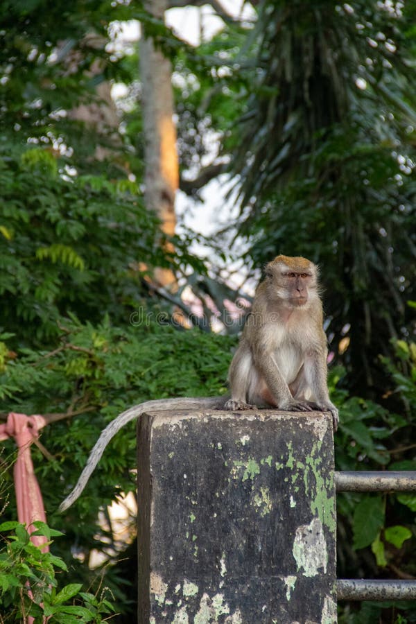 A Monkey Sitting on a Paving Road in a Protected Forest Area in the ...