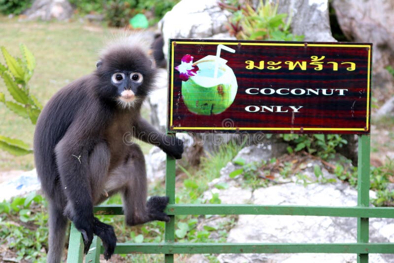 462 Monkey Coconut Tree Stock Photos - Free & Royalty-Free Stock Photos ...