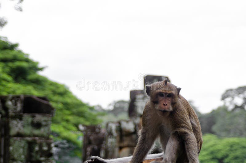 Monkey Sitting on a Column at the Angkor Wat Temples Stock Image ...