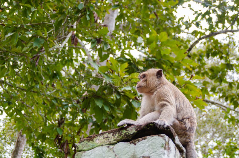 Monkey Sitting on a Column at the Angkor Wat Temples Stock Image ...