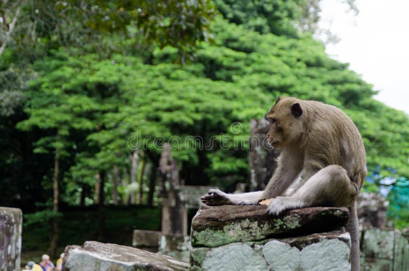 Monkey Sitting on a Column at the Angkor Wat Temples Stock Photo ...