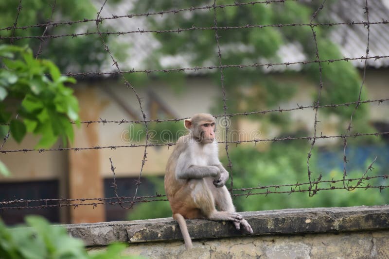 Monkey Sitting on Compound Wall Stock Photo - Image of asia, looking ...