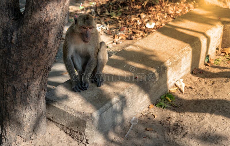 Monkey Sitting on the Concrete Waiting for Food. Stock Image - Image of ...