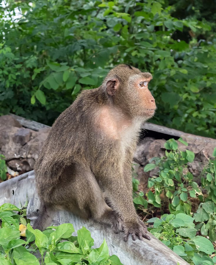 Monkey is sitting stock image. Image of furry, brown - 67695043