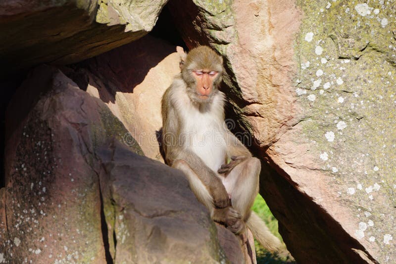Monkey Sitting in a Crack of a Rock with Its Eyes Closed. Stock Photo - Image of rock ...