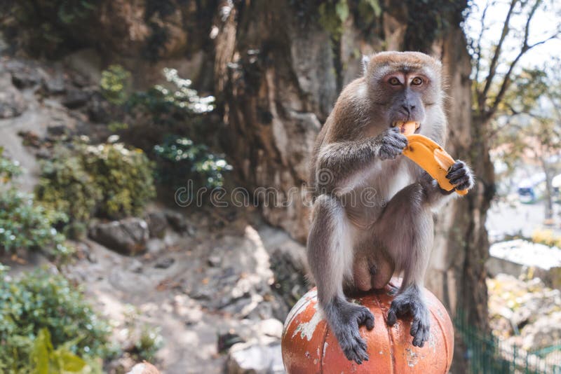 A monkey eating a banana stock image. Image of banana - 111839577