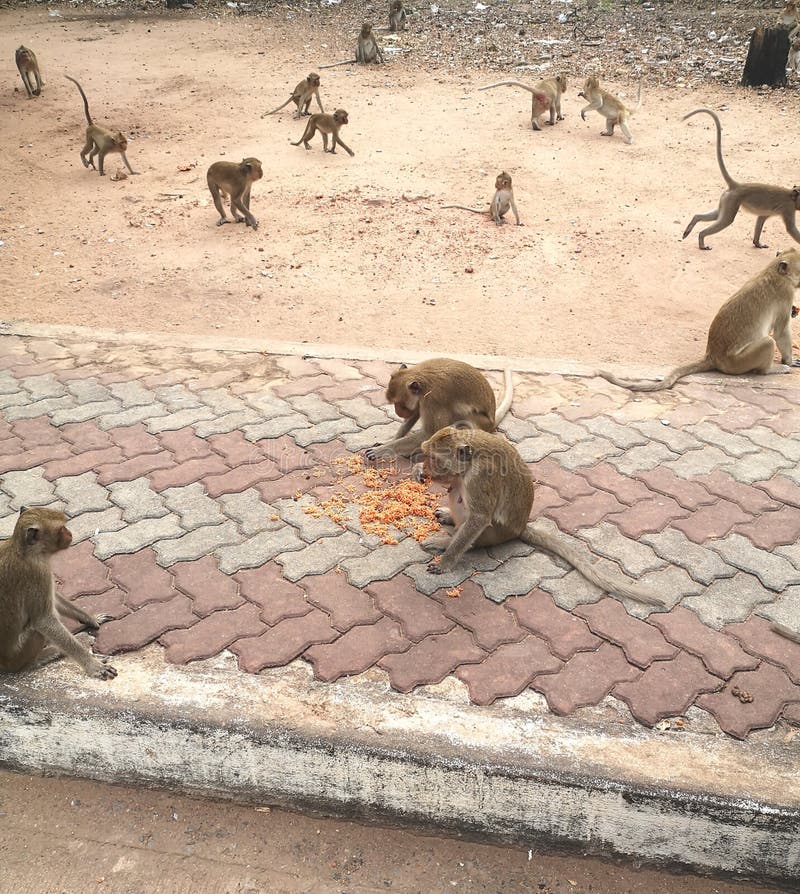 Skinny Monkeys