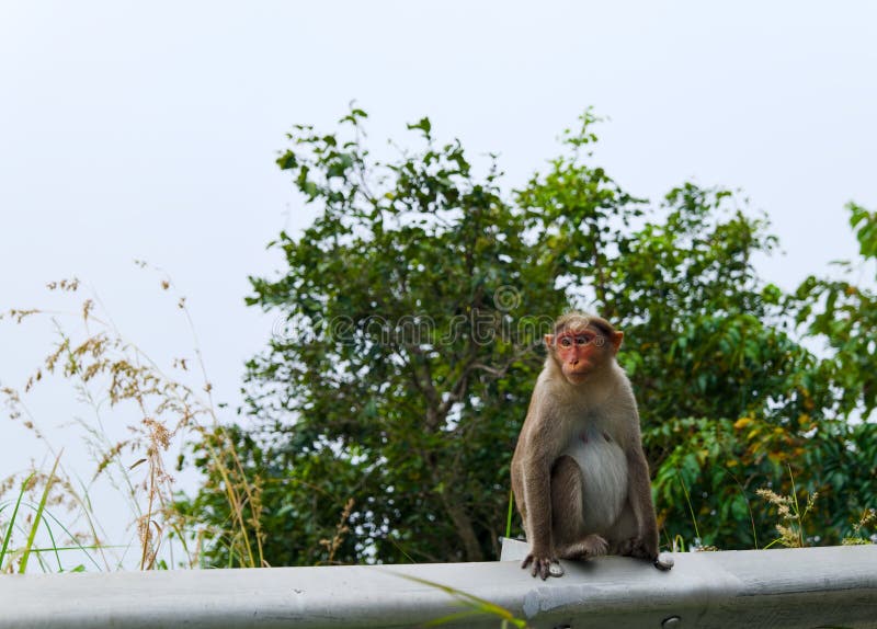 Monkey Sitting on the Edge of the Bridge Stock Photo - Image of forest ...