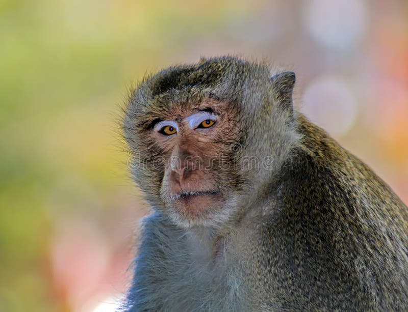 Monkey Sitting, Monkey Face, Monkey Eyes Stock Image - Image of fruit ...