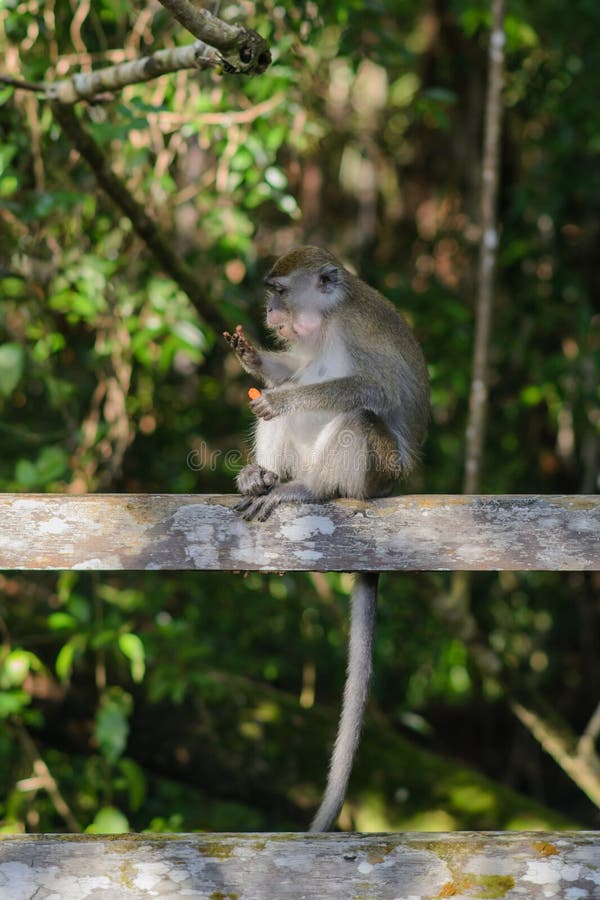The Monkey is Sitting on the Fence Eating Crackers Stock Image - Image ...