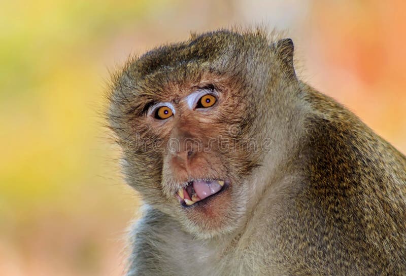 Monkey Sitting, Feral Monkey Face, Monkey Eyes. Stock Image - Image of ...