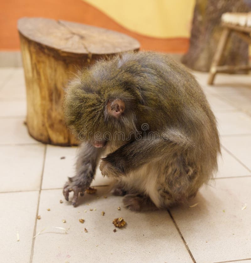A Monkey is Sitting on the Floor Eating Food Stock Photo - Image of ...
