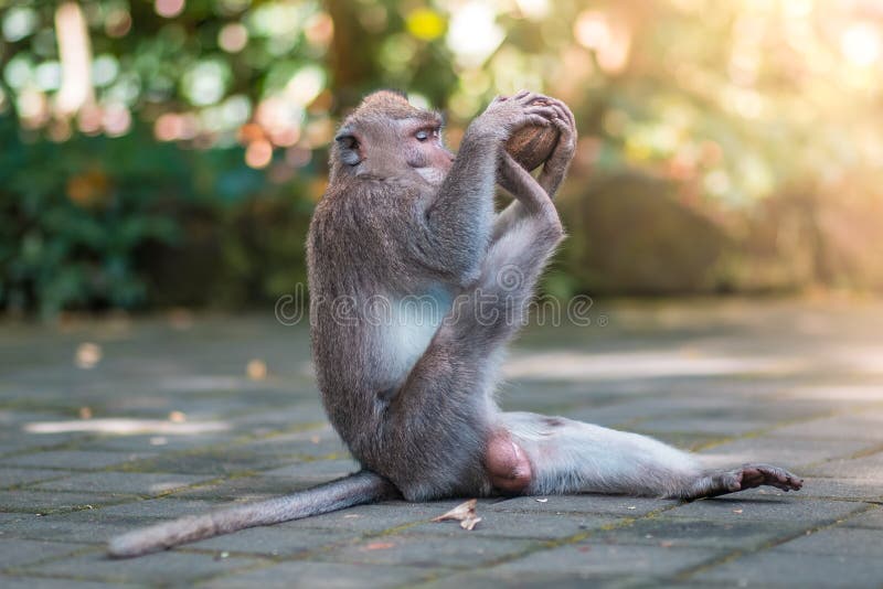 Monkey is Sitting on a Floor Stock Photo - Image of monkey, warm: 217437938
