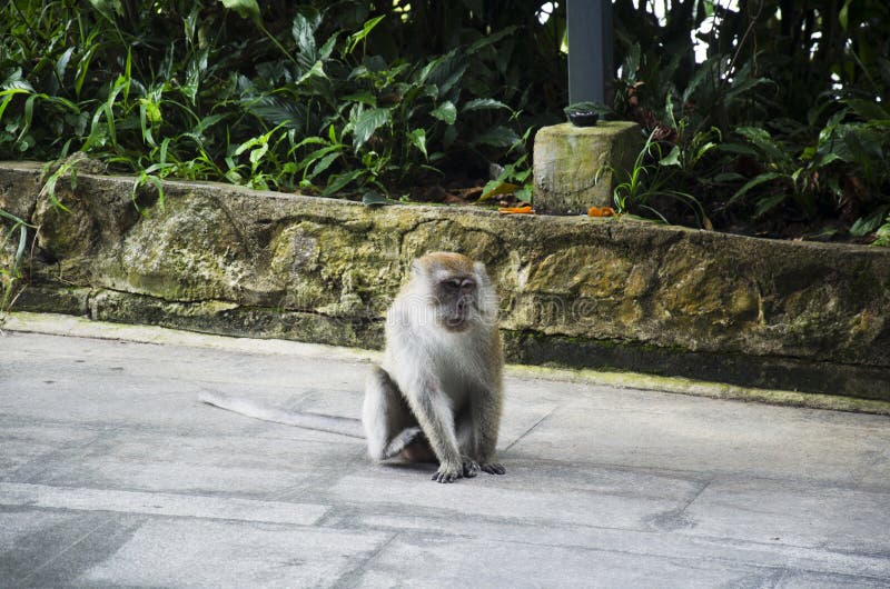 Monkey sitting on floor stock image. Image of park, cute - 75030565