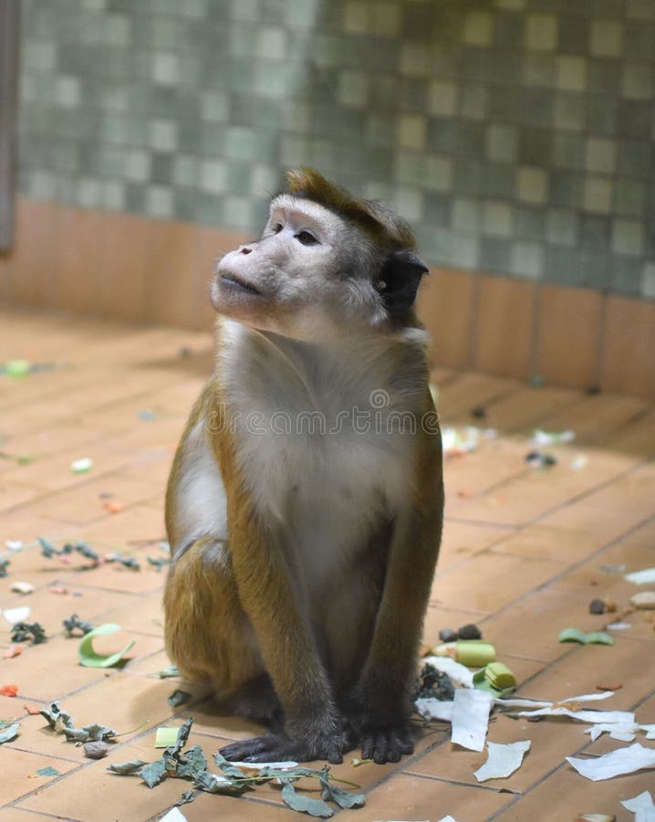 Monkey Sitting on the Floor at the Zoo Stock Image - Image of sitting ...