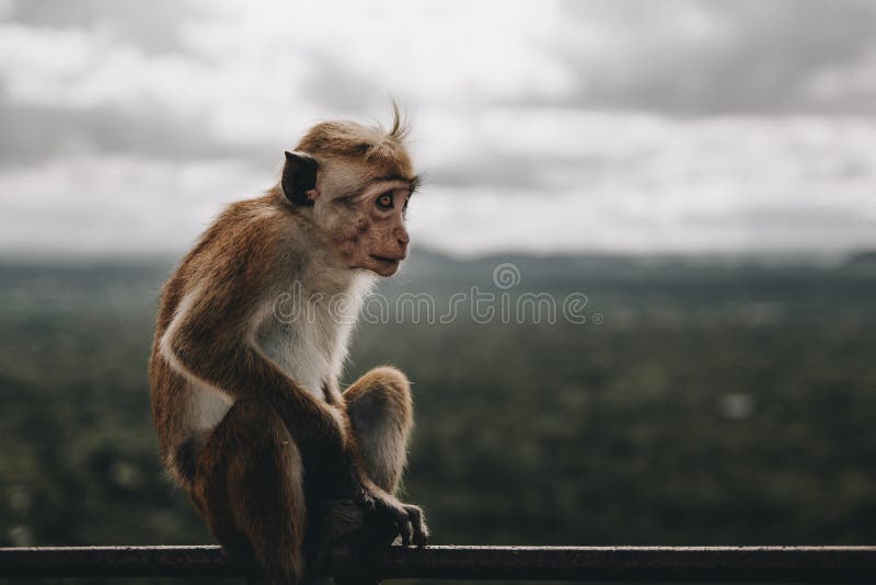 Monkey Sitting in Front of a Landscape Looking Away Stock Image - Image ...