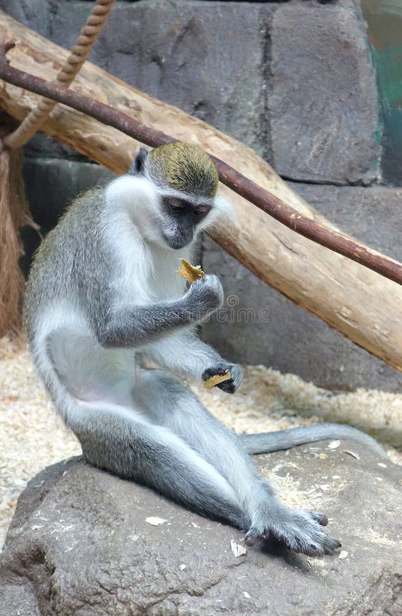 Monkey Sitting and Funny Eating Fruit in the Zoo Stock Image - Image of ...