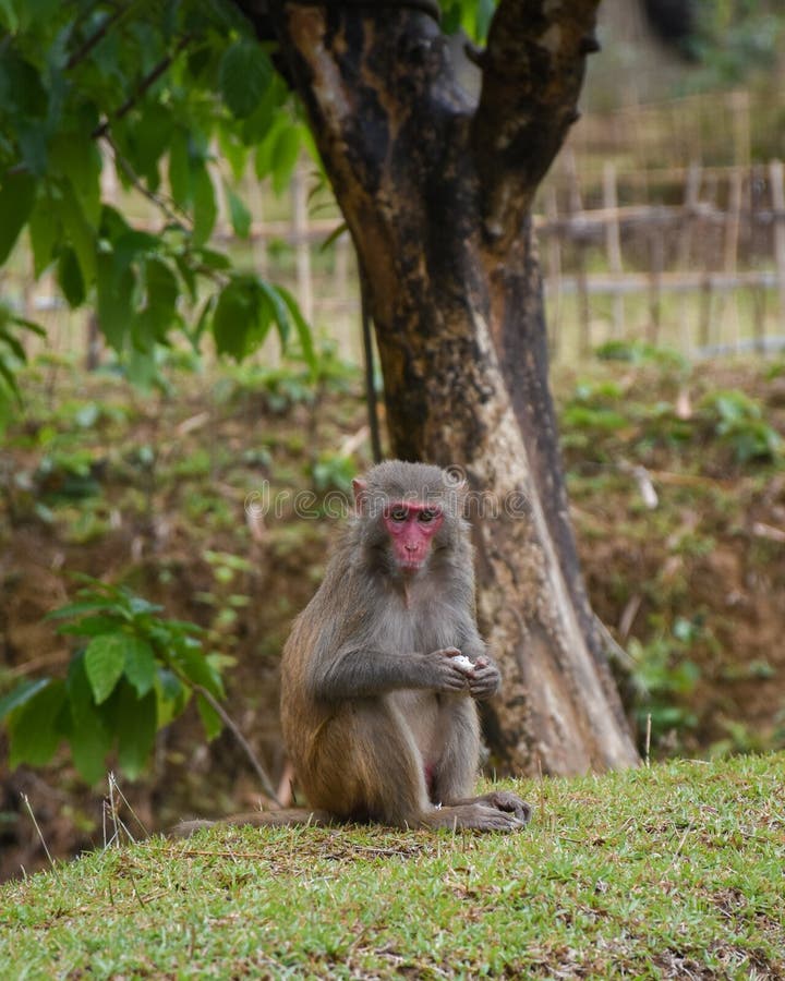 Monkey Eating Mango Tree Stock Photos - Free & Royalty-Free Stock ...