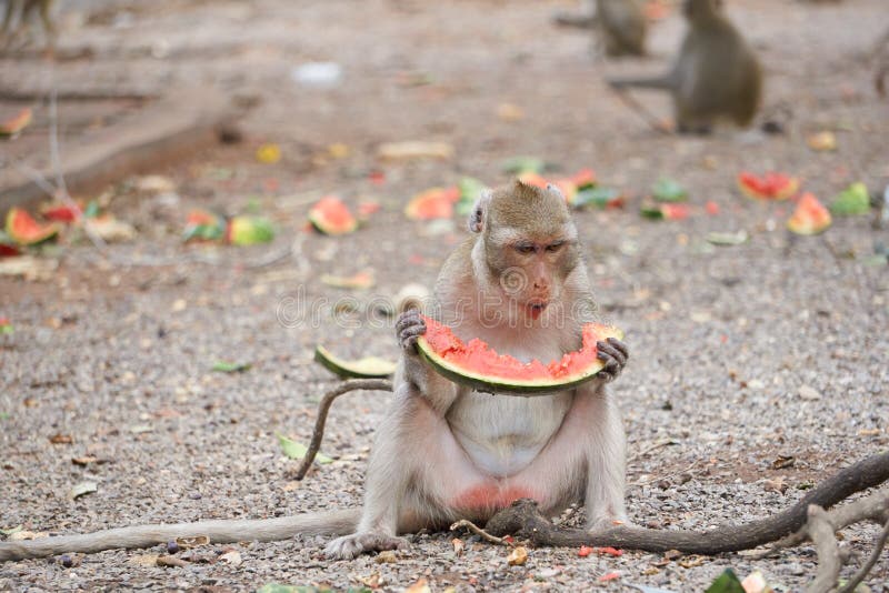 Monkey eating watermelon stock image. Image of look - 198984395