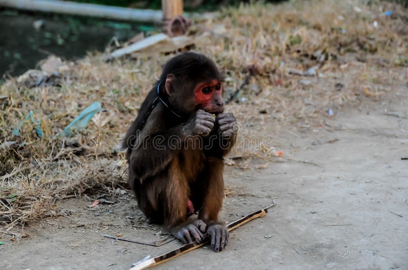 A Monkey is Sitting on the Ground with a Leash Around Its Neck Stock ...