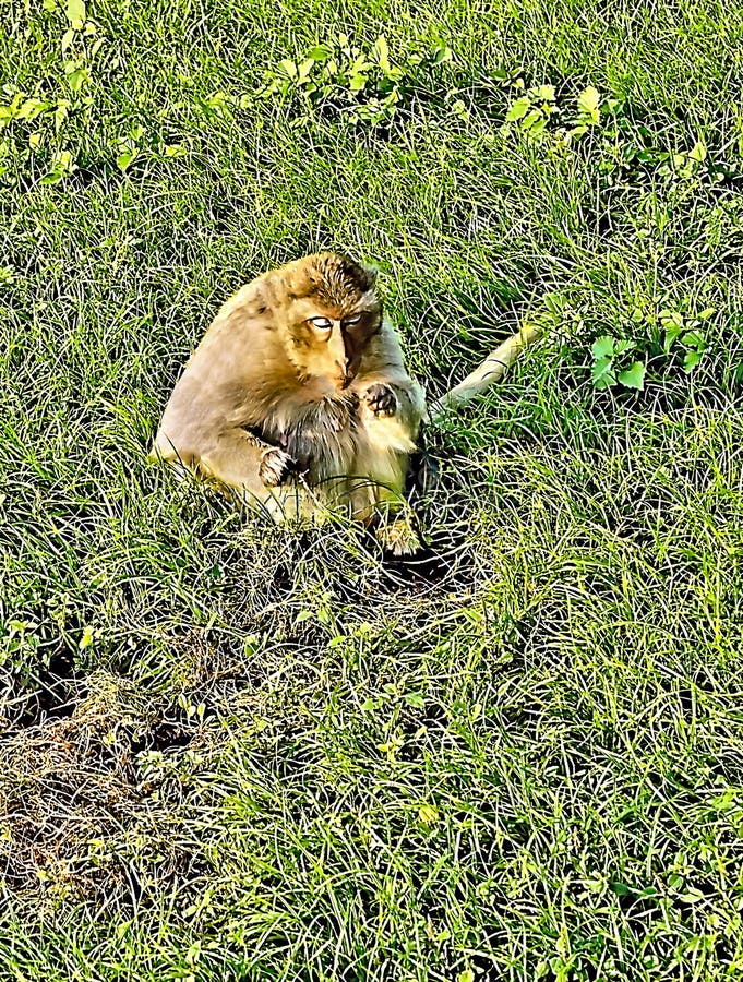A Monkey is Sitting on the Ground Seems Relaxed from the Grass. Stock ...
