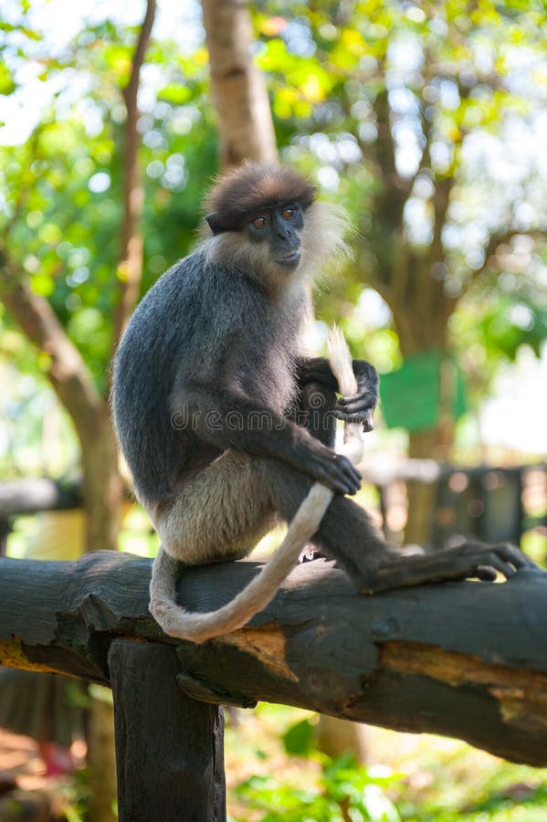 Monkey sitting on a palm stock photo. Image of mammal - 26199564