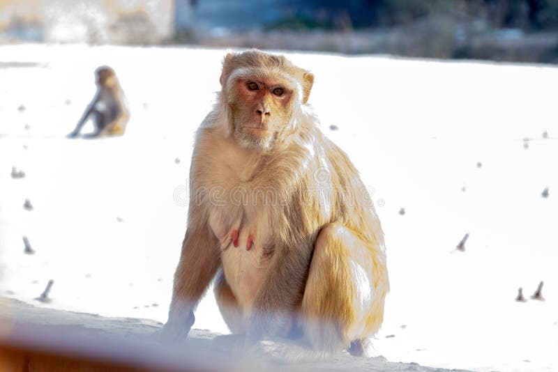 A Monkey Sitting on House Roof Stock Image - Image of portrait, forest ...