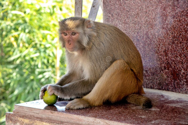 A Monkey Sitting on House Roof Stock Photo - Image of alone, brown ...