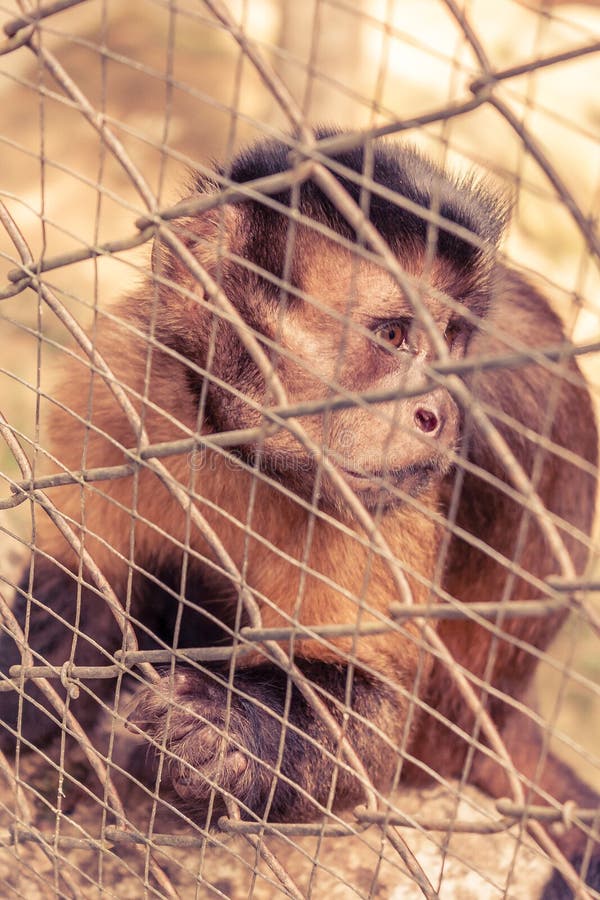 Monkey Sitting Inside the Cage. Stock Image - Image of freedom, care ...