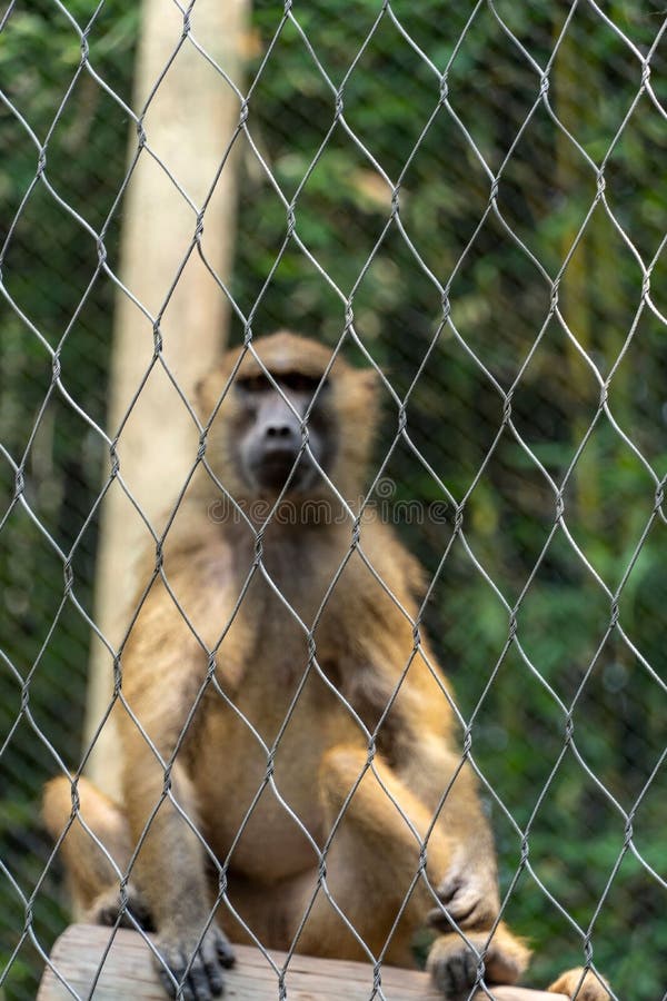 Alone Monkey Sitting Cage Zoo Stock Photos - Free & Royalty-Free Stock ...