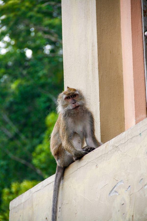 Monkey is Sitting on an Ledge, Malaysia Stock Photo - Image of child ...