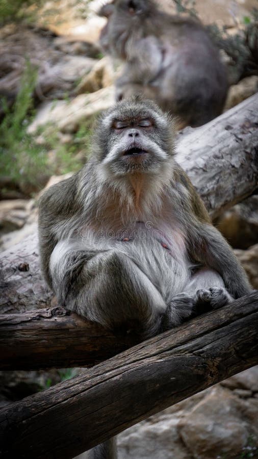 A Monkey that Sits with Its Eyes Closed Stock Photo - Image of little ...